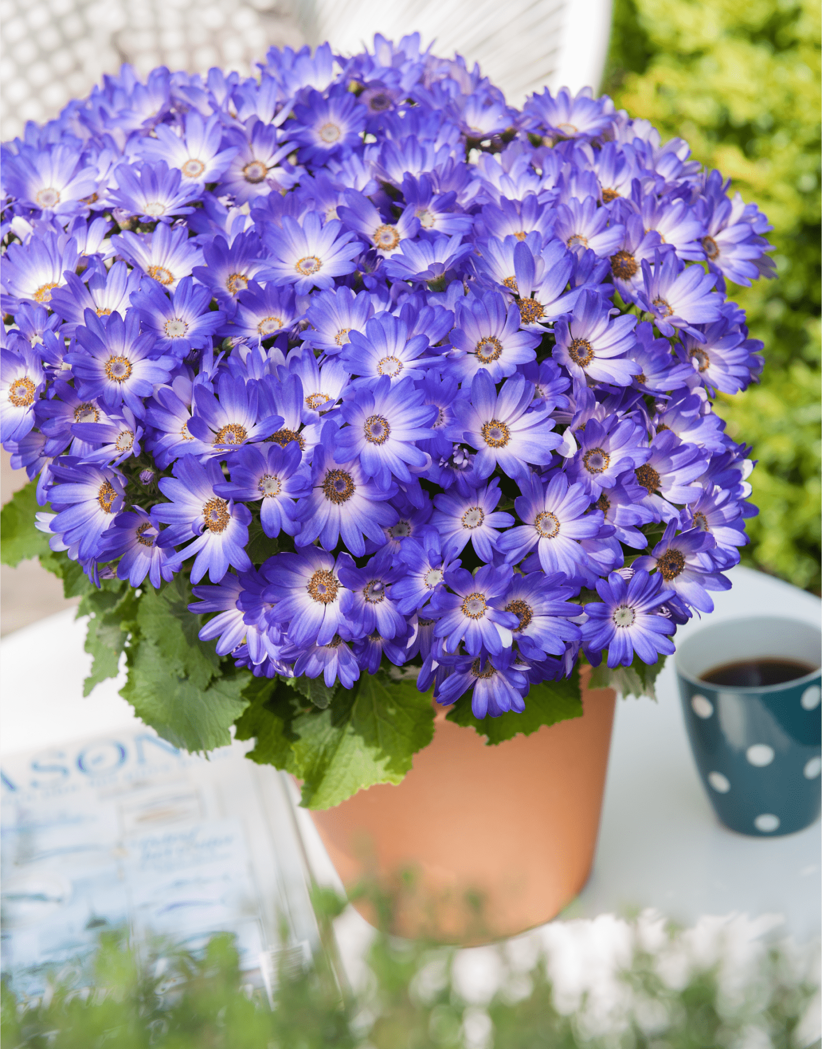 Senetti® - Senetti® is a completely new collection of Pericallis hybrids