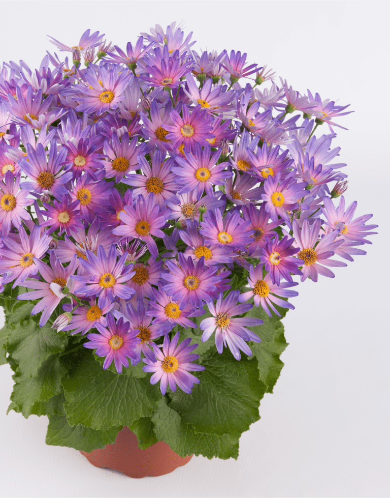 Senetti Magic Salmon | Spring Garden Colours | Pericallis (Senecio)