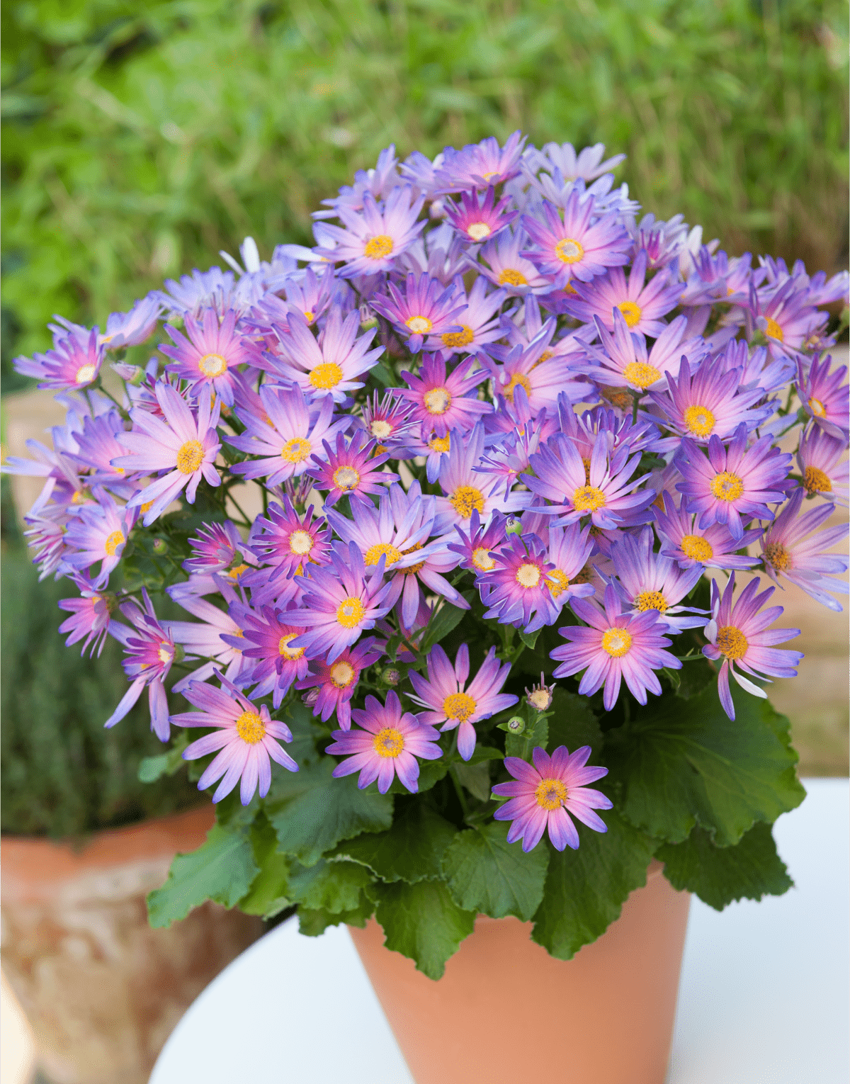 Senetti® - Senetti® is a completely new collection of Pericallis hybrids