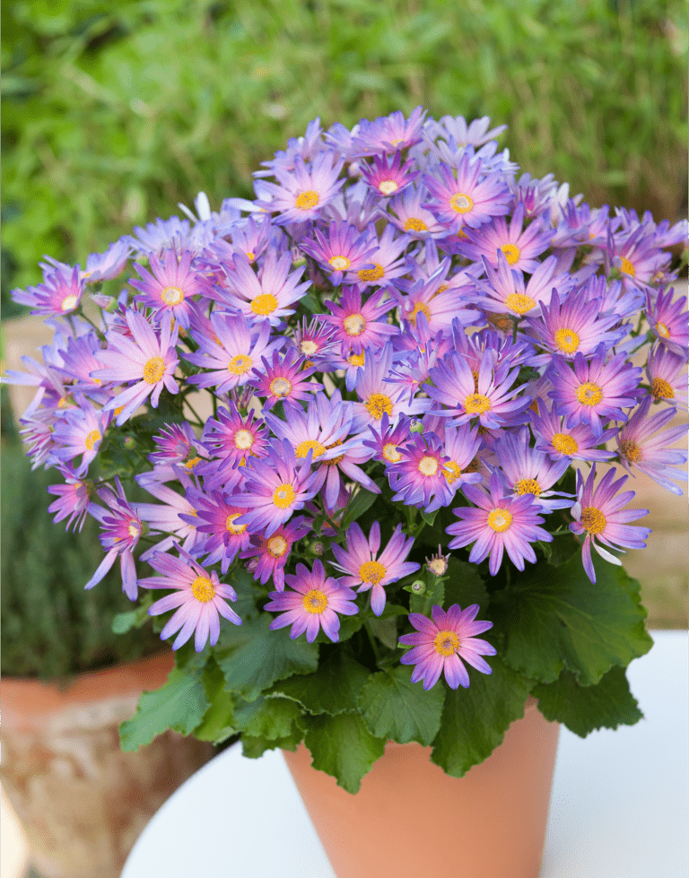 Senetti® - Senetti® is a completely new collection of Pericallis hybrids