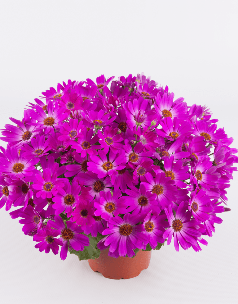Senetti Pink | Spring Garden Colours | Pericallis (Senecio)