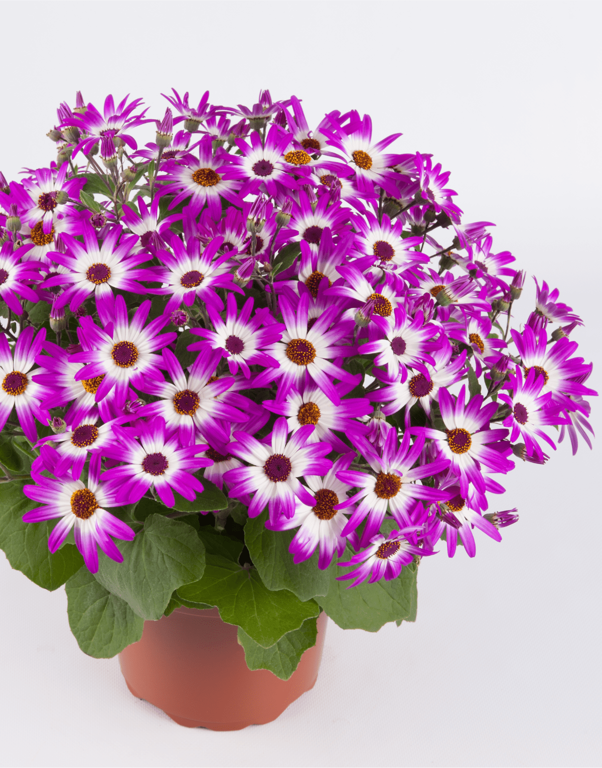 Senetti Pink Bicolor | Spring Garden Colours | Pericallis (Senecio)