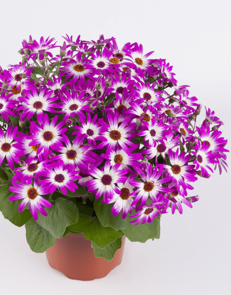 Senetti Pink Bicolor | Spring Garden Colours | Pericallis (Senecio)