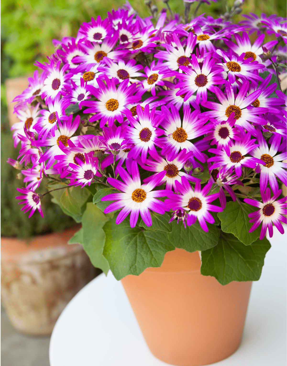 Senetti Pink Bicolor | Spring Garden Colours | Pericallis (Senecio)