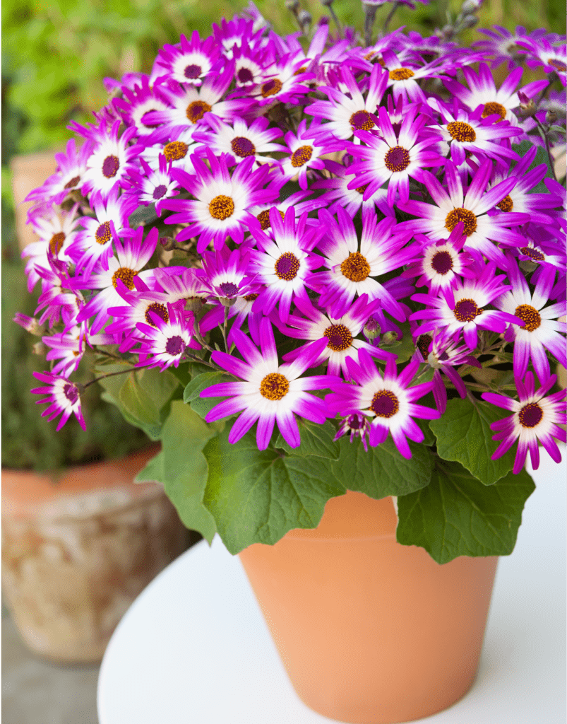 Senetti Pink Bicolor | Spring Garden Colours | Pericallis (Senecio)