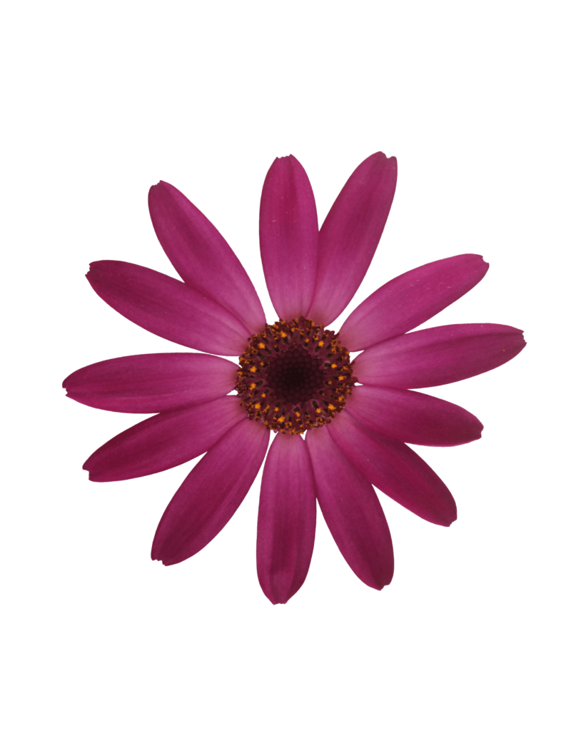 Senetti Red | Spring Garden Colours | Pericallis (Senecio)