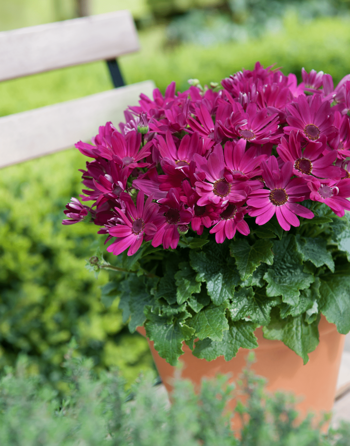 Senetti Red | Spring Garden Colours | Pericallis (Senecio)