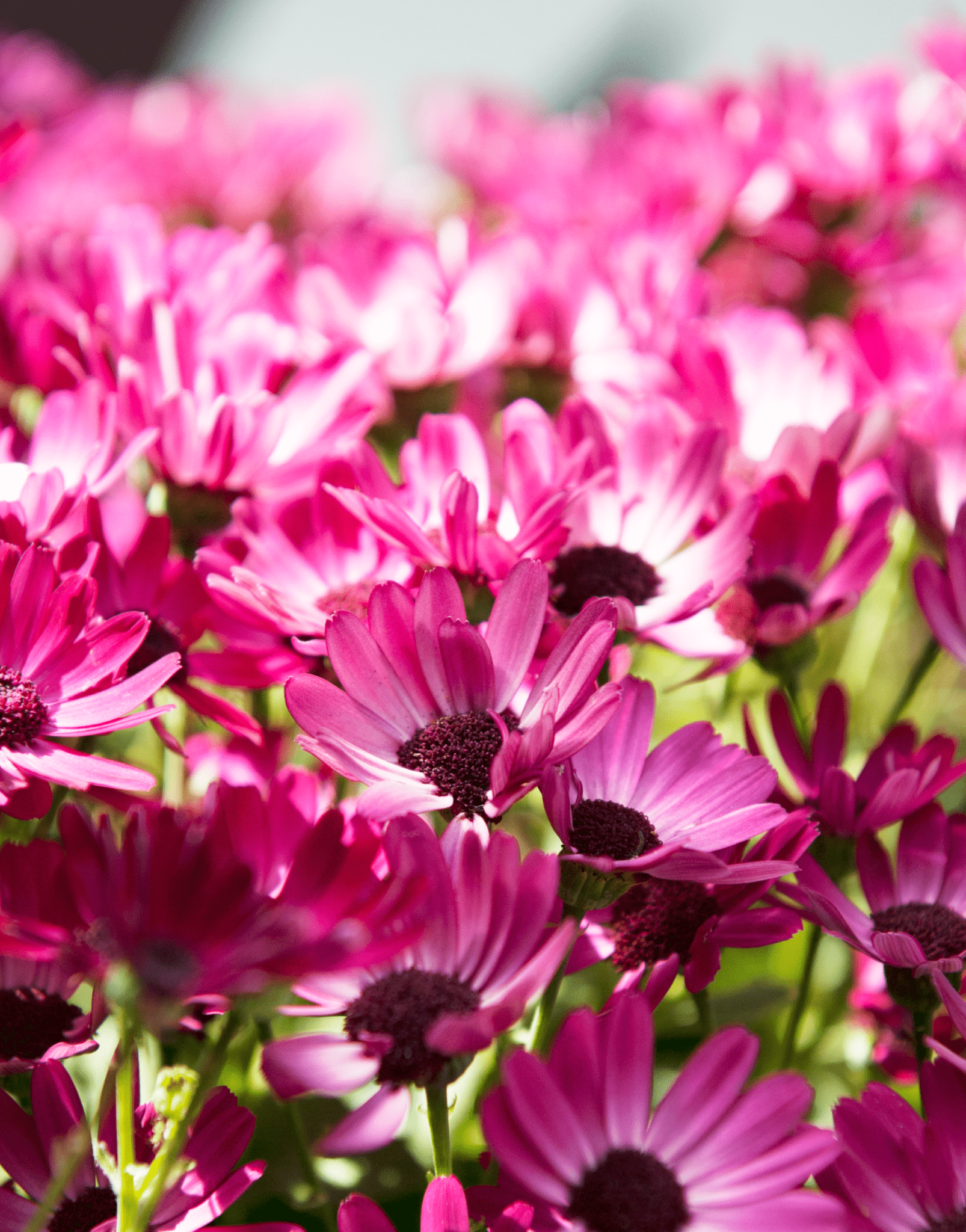 Senetti® | Spring Garden Colours | Pericallis (Senecio)