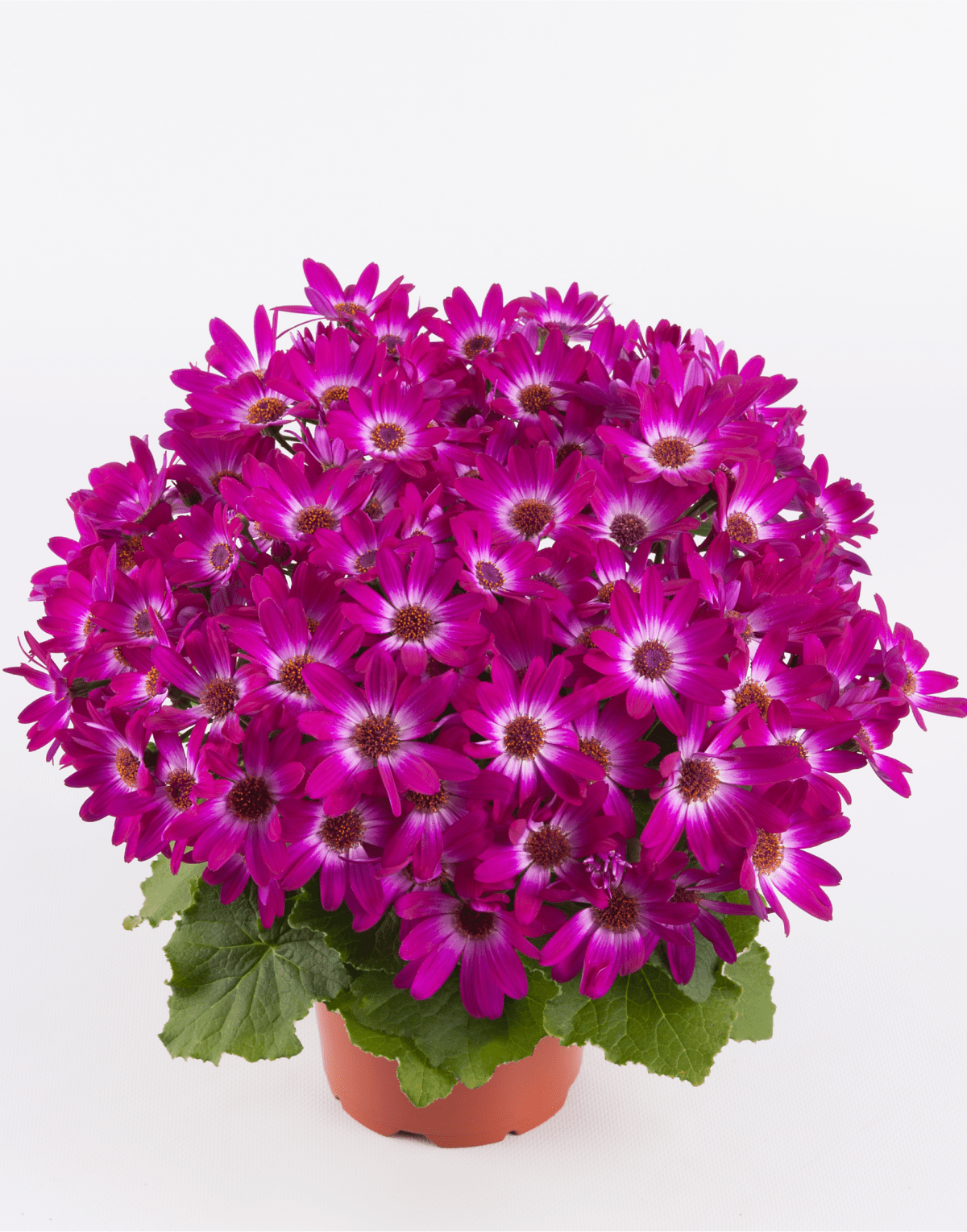 Senetti Hot Pink Bicolor | Spring Garden Colours | Pericallis (Senecio)