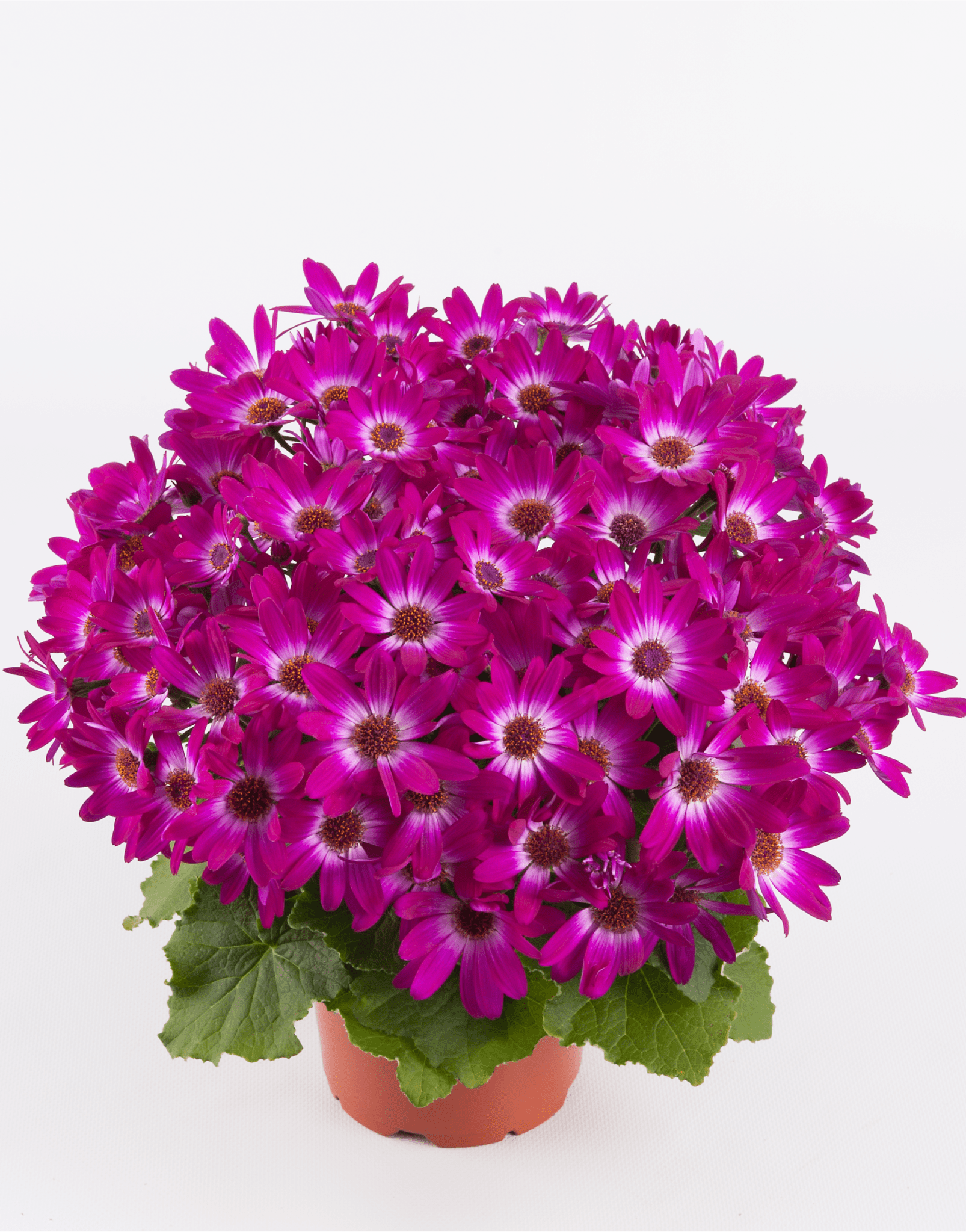 Senetti®-Red-Bicolor-02.png (1606×2048)-花瓣网