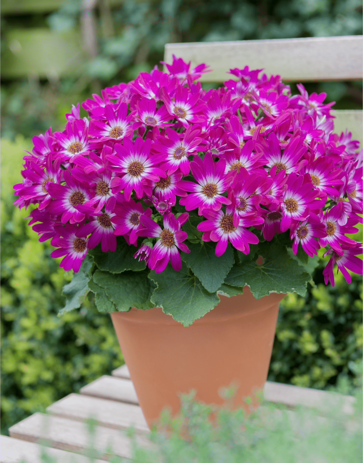 Senetti Hot Pink Bicolor | Spring Garden Colours | Pericallis (Senecio)