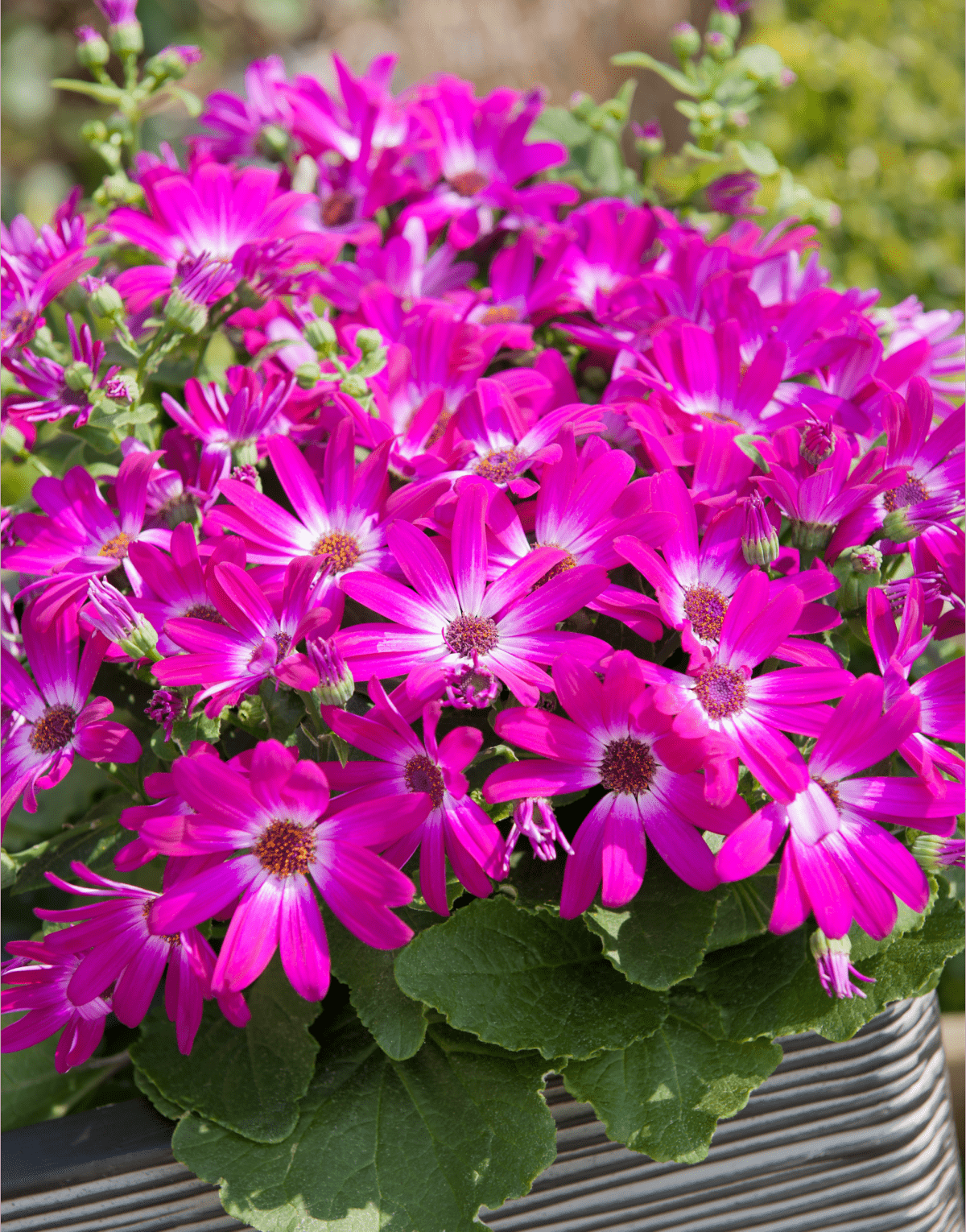 Senetti Hot Pink Bicolor | Spring Garden Colours | Pericallis (Senecio)