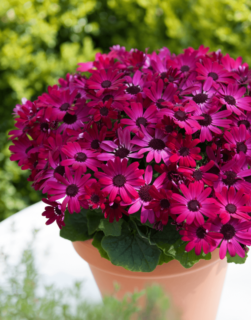 Senetti® - Senetti® is a completely new collection of Pericallis hybrids