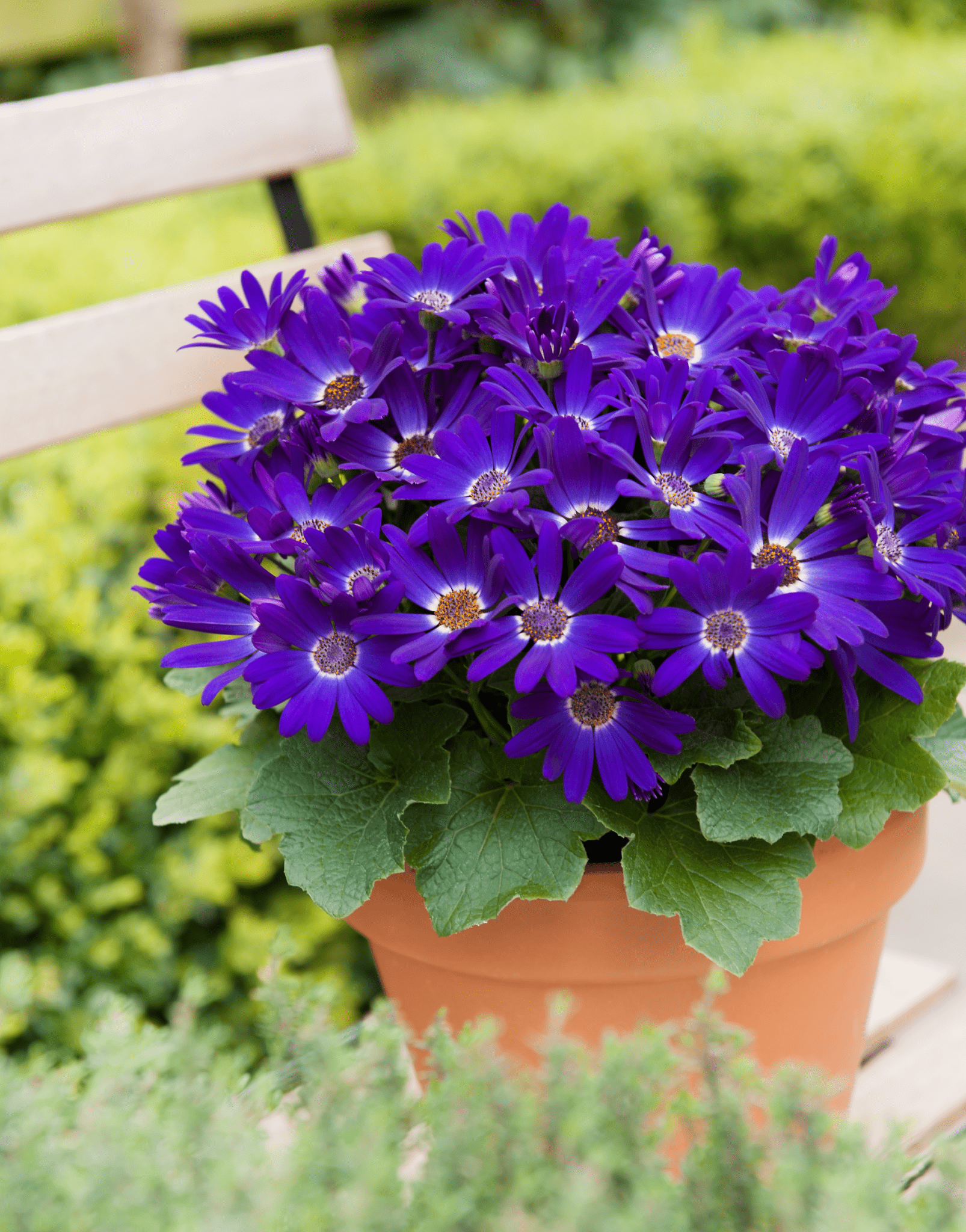 Senetti® - Senetti® is a completely new collection of Pericallis hybrids