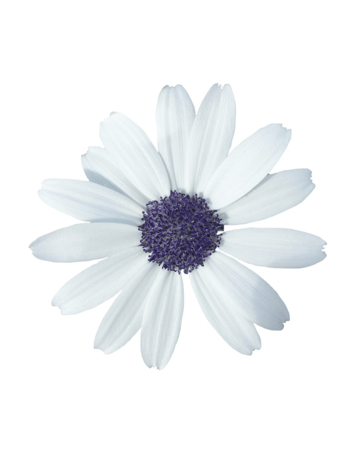 Senetti® - Senetti® is a completely new collection of Pericallis hybrids