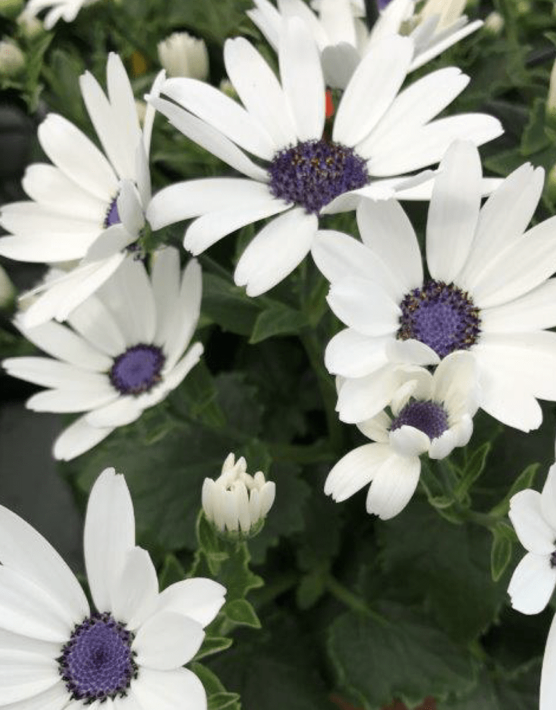 Senetti White | Spring Garden Colours | Pericallis (Senecio)