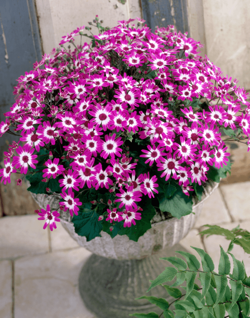 Senetti® - Senetti® is a completely new collection of Pericallis hybrids
