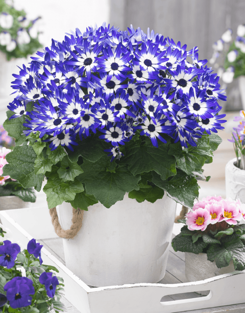 Senetti® - Senetti® is a completely new collection of Pericallis hybrids