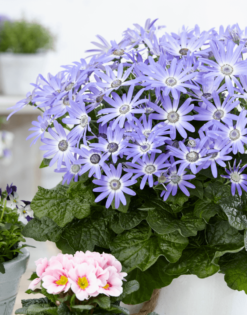 Senetti Lavender | Spring Garden Colours | Pericallis (Senecio)