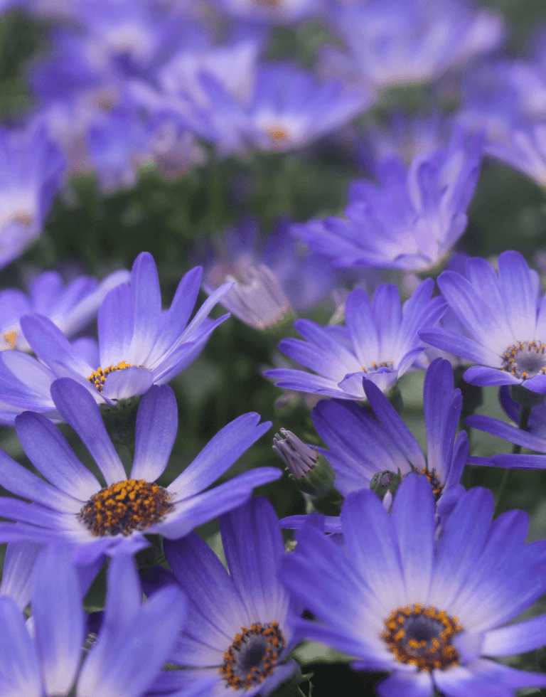 Senetti Magic Blue | Spring Garden Colours | Pericallis (Senecio)