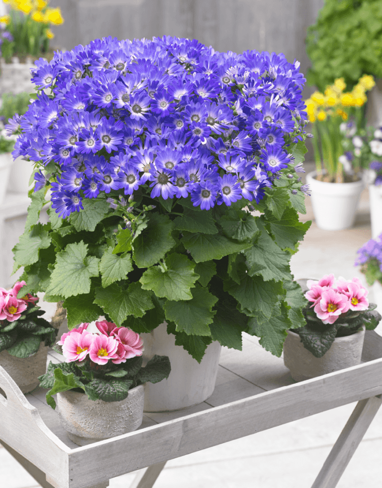 Senetti Magic Blue | Spring Garden Colours | Pericallis (Senecio)
