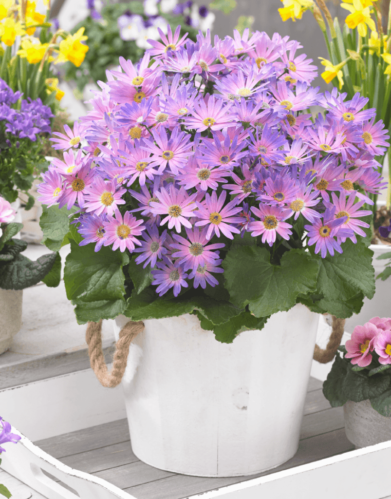 Senetti Magic Salmon | Spring Garden Colours | Pericallis (Senecio)