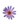 Senetti® - Senetti® is a completely new collection of Pericallis hybrids