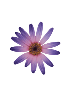 Senetti Baby Magenta Bicolor | Spring Garden Colours | Pericallis (Senecio)