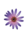 Senetti® - Senetti® is a completely new collection of Pericallis hybrids