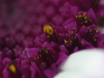 Senetti® - Senetti® is a completely new collection of Pericallis hybrids