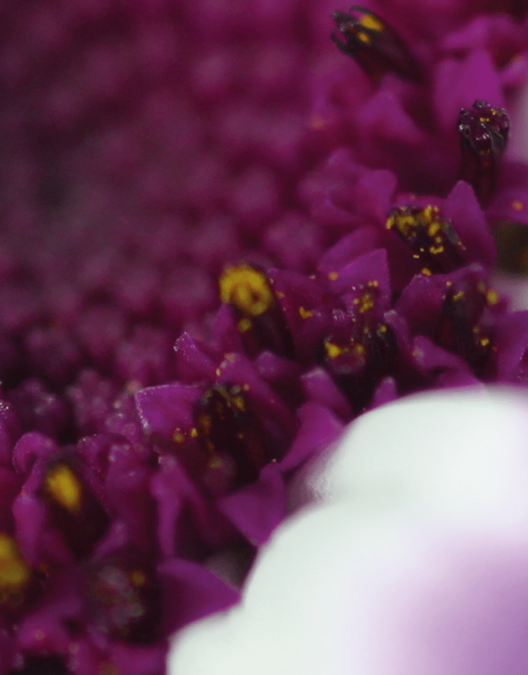 Senetti® | Spring Garden Colours | Pericallis (Senecio)