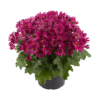 Senetti® - Senetti® is a completely new collection of Pericallis hybrids