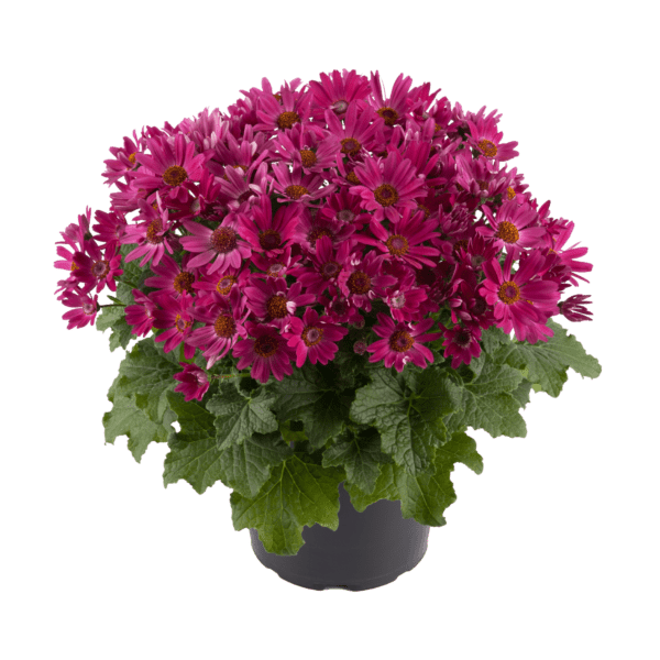 Senetti® - Senetti® is a completely new collection of Pericallis hybrids