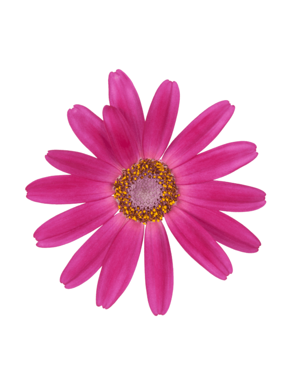 Senetti White | Spring Garden Colours | Pericallis (Senecio)