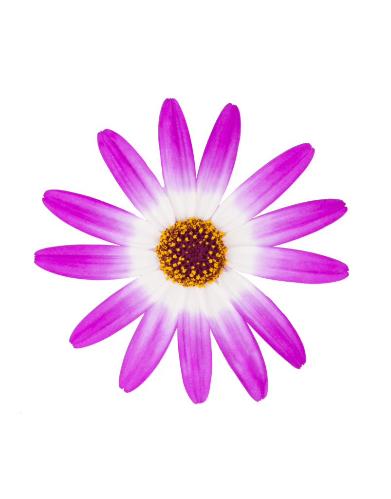Senetti White | Spring Garden Colours | Pericallis (Senecio)