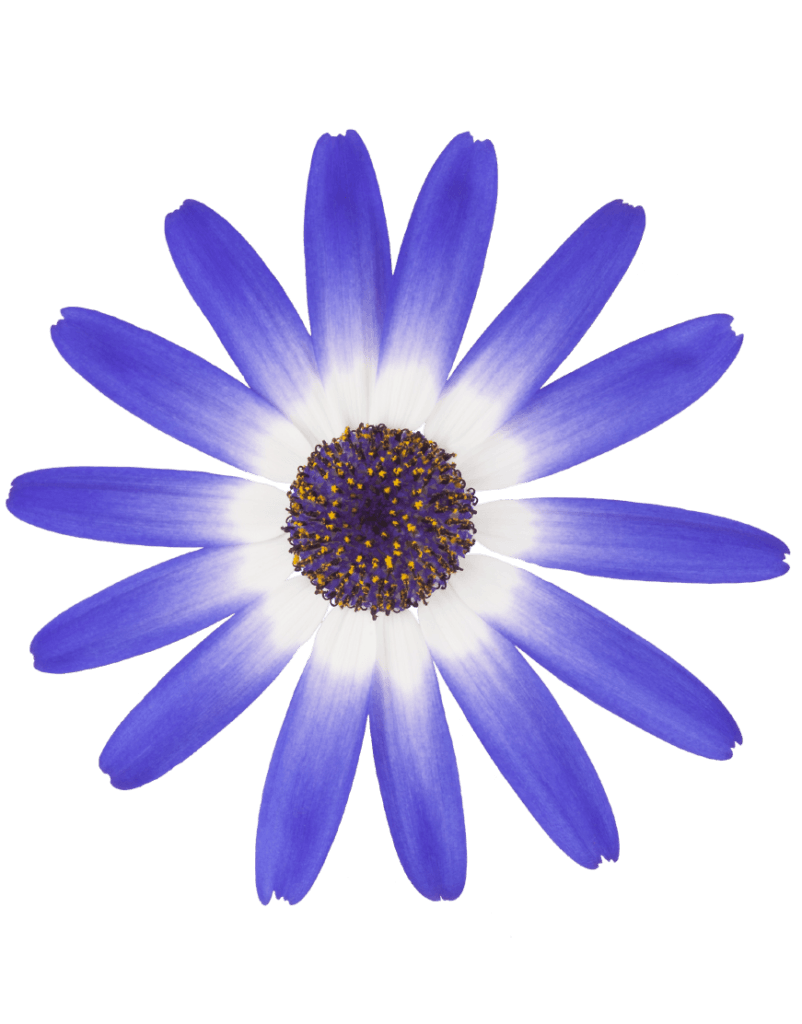 Senetti® - Senetti® is a completely new collection of Pericallis hybrids