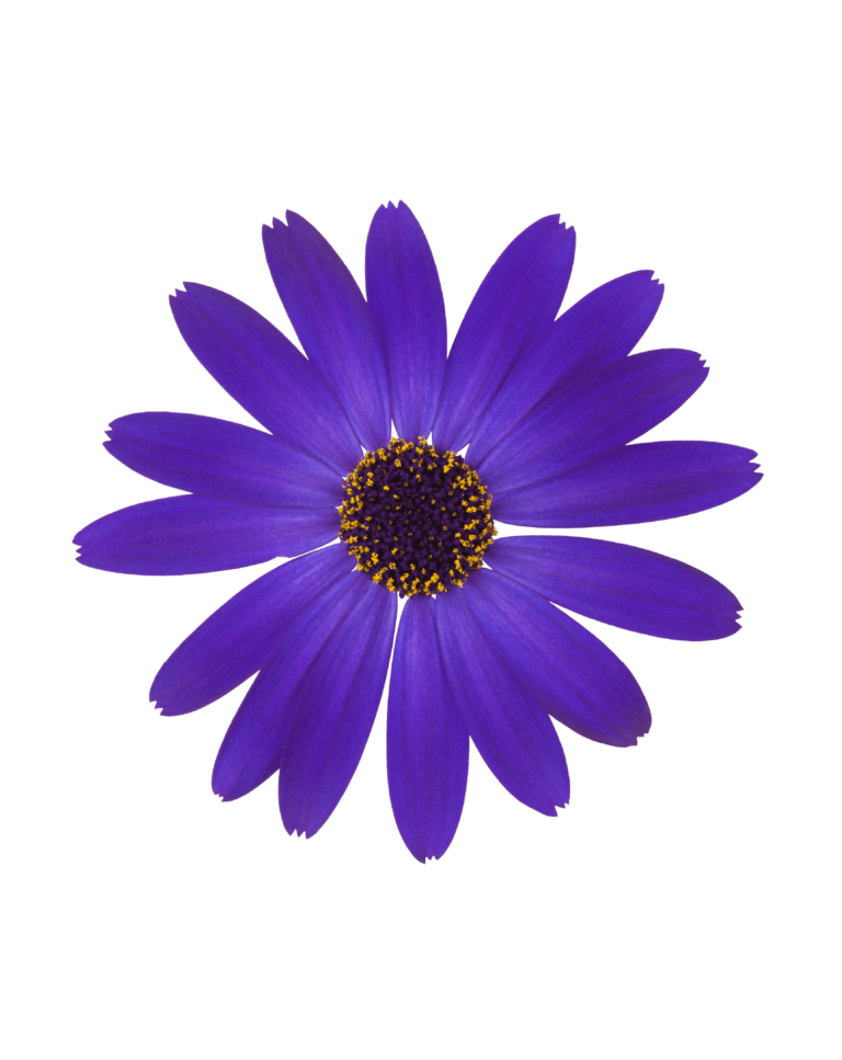 Senetti® - Senetti® is a completely new collection of Pericallis hybrids