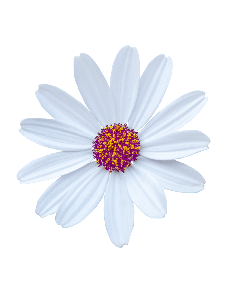 Senetti® - Senetti® is a completely new collection of Pericallis hybrids